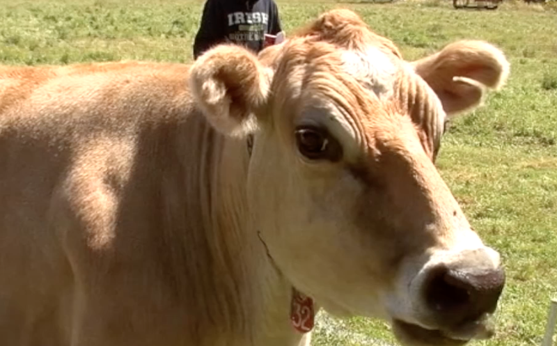 The News Project – Manchester Rotary Presents: Cow Plop Bingo – GNAT