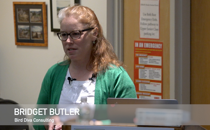 GMALL Lectures – Birds of Summer – GNAT