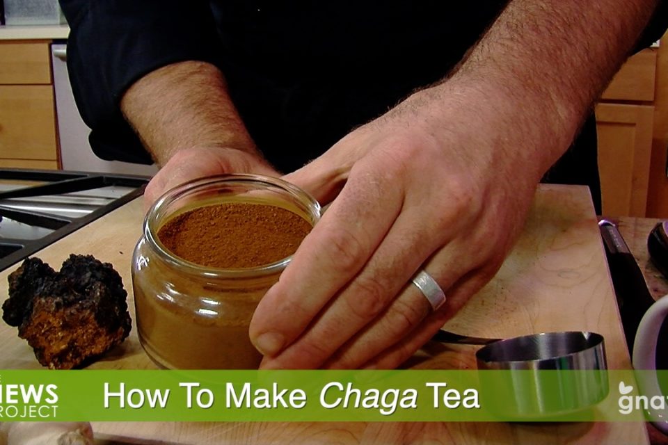 The News Project – How To Make Chaga Tea – GNAT