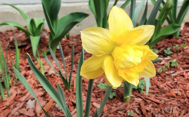 Sprout Into Spring : Dawn – GNAT